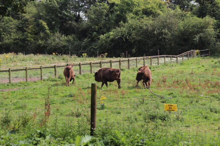 Seeing the Animals at Port Lympne Safari Park ⋆ Jupiter & Dann