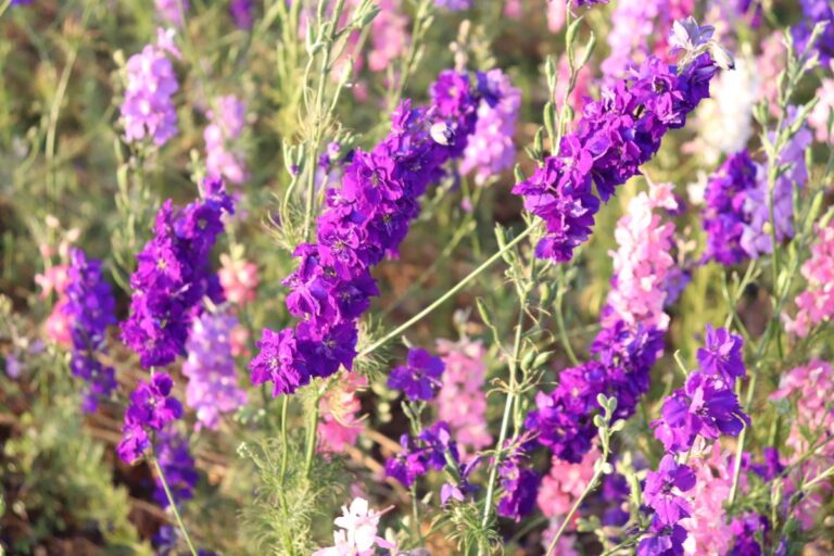 Date Night at the Confetti Flower Field at Hatter's Farm ⋆ Jupiter & Dann