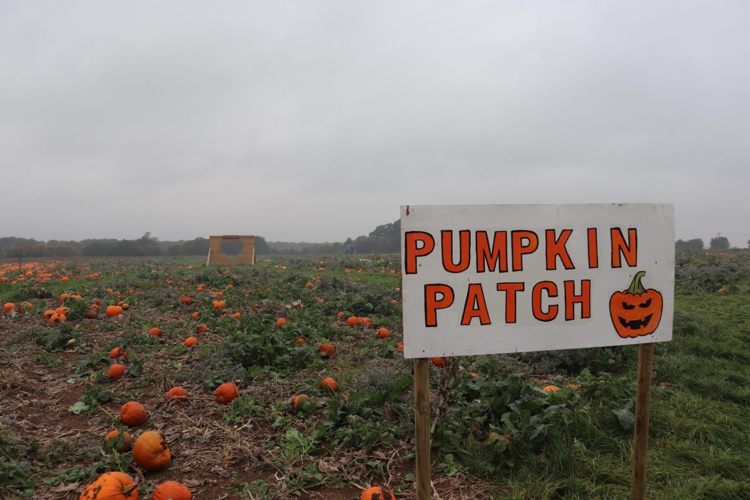 Pumpkin Picking at Hatter's Farm ⋆ Jupiter & Dann