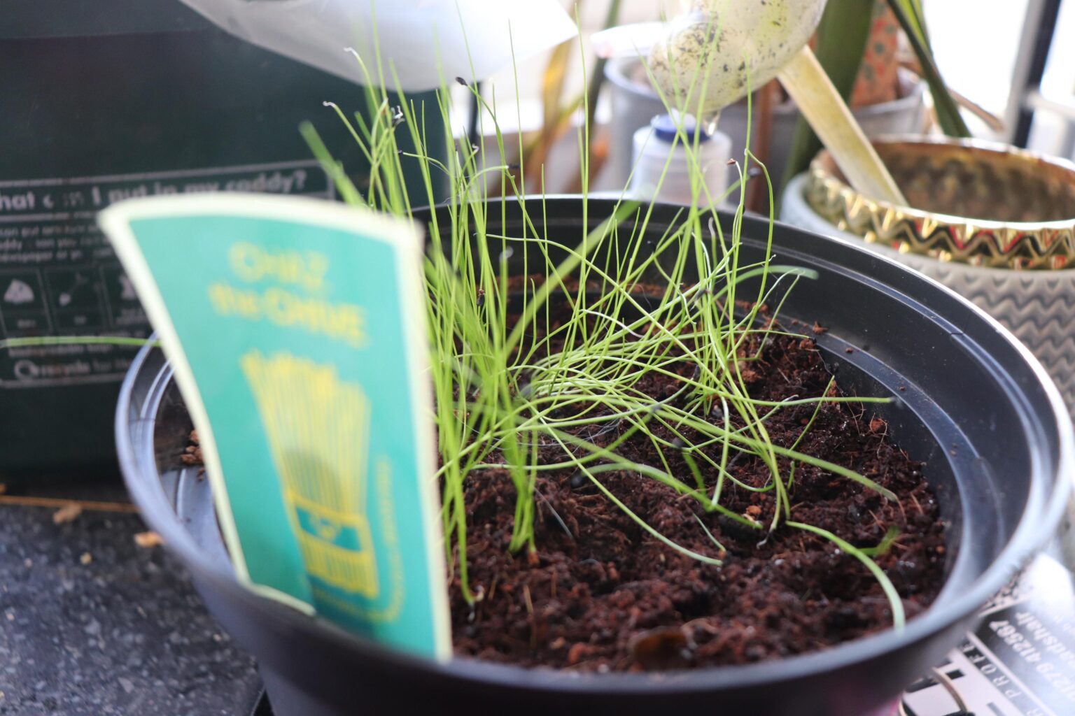 Gardening with Pot Gang ⋆ Jupiter & Dann