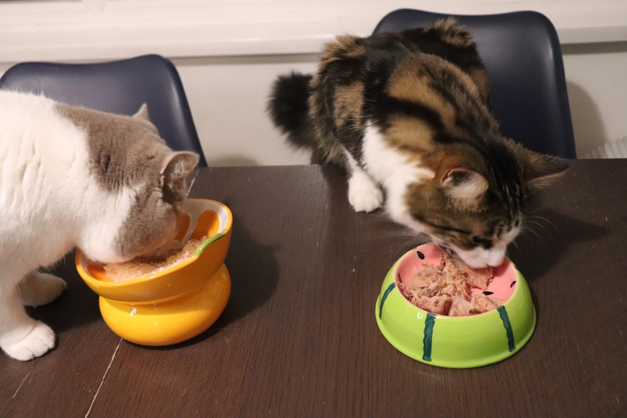 Untamed Cat Food - Real meat for growing cats! ⋆ Jupiter & Dann